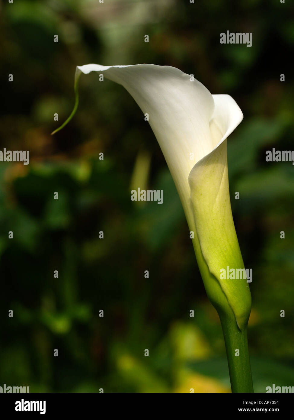 White lillie flower hi-res stock photography and images - Alamy