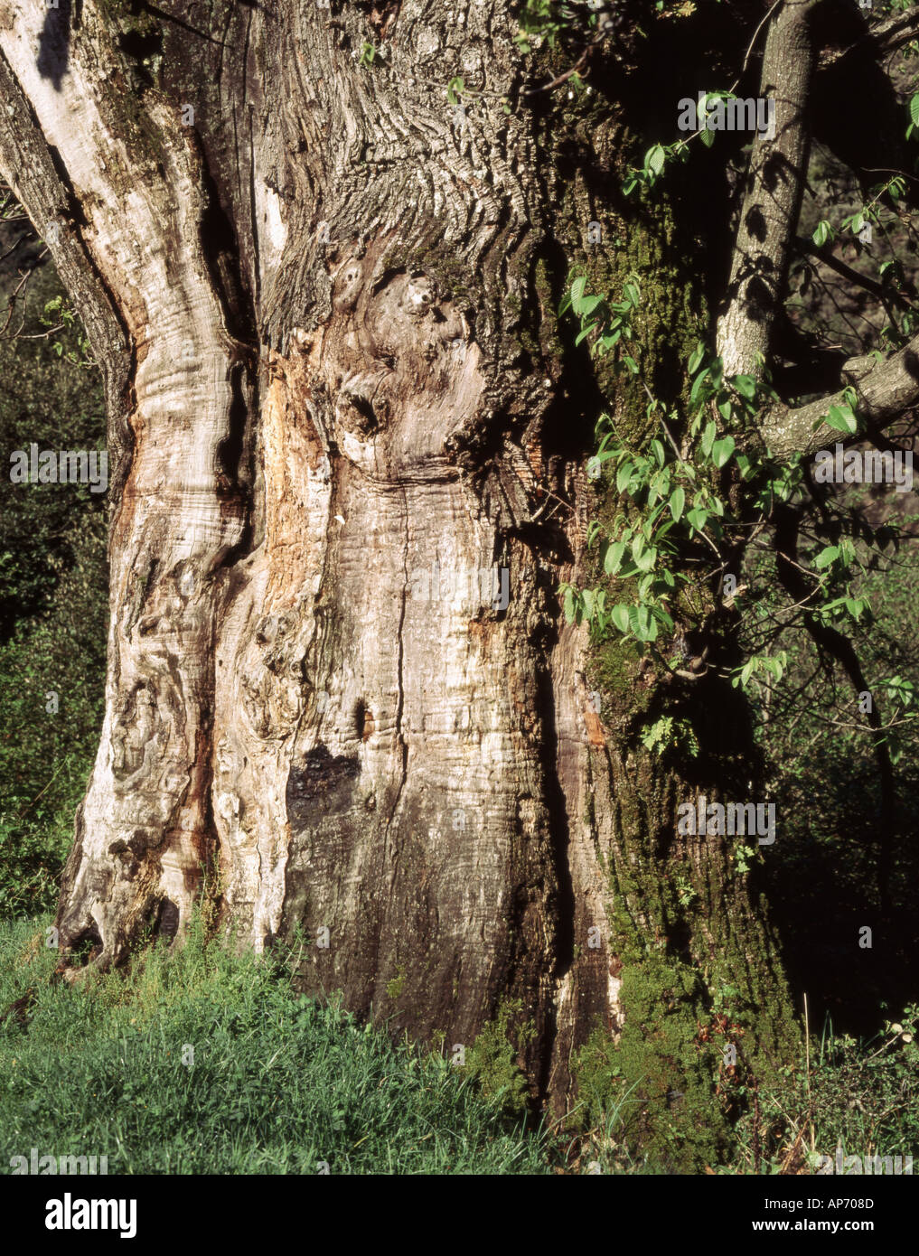 Old chestnut tree Stock Photo - Alamy