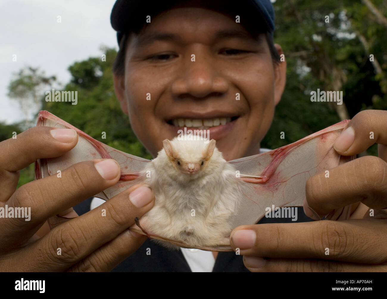 GHOST BAT Diclidurus albus Yavari River Peru Stock Photo - Alamy