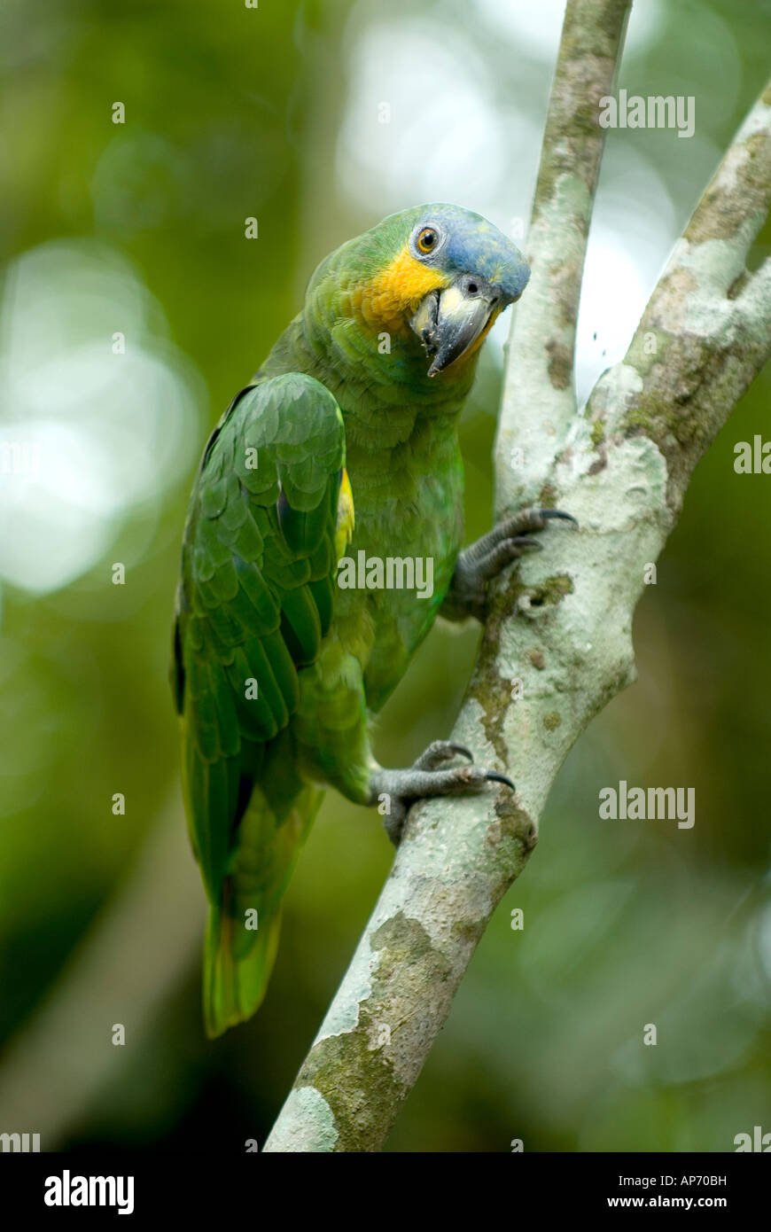 ORANGE WINGED AMAZON PARROT Amazona amazonica Stock Photo - Alamy