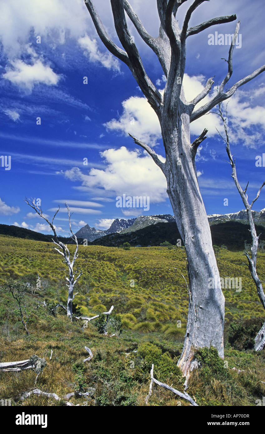 Cradle Mountain and a dead tree in alpine moorlands Tasmania Stock ...