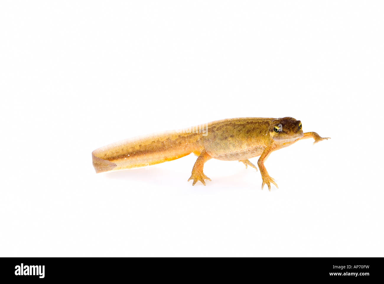 PALMATE NEWT Triturus helveticus Stock Photo - Alamy