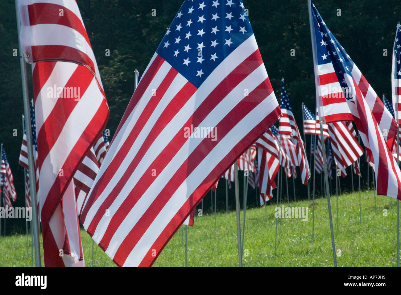 Flags flying in honor of the 9 11 2001 victims of the terrorist attack ...