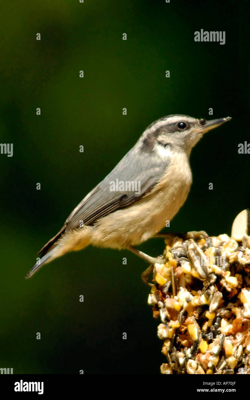 Nuthatch feeder birdfeeder seed hi-res stock photography and images - Alamy