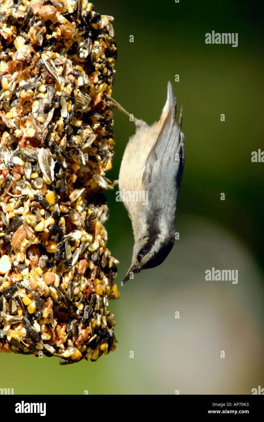 Nuthatch feeder birdfeeder seed hi-res stock photography and images - Alamy