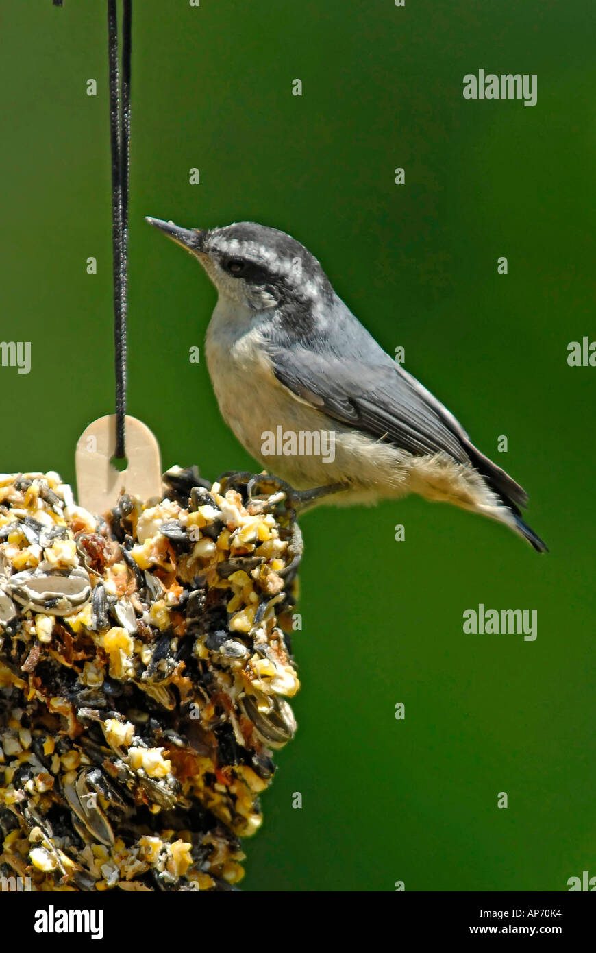 Nuthatch feeder birdfeeder seed hi-res stock photography and images - Alamy