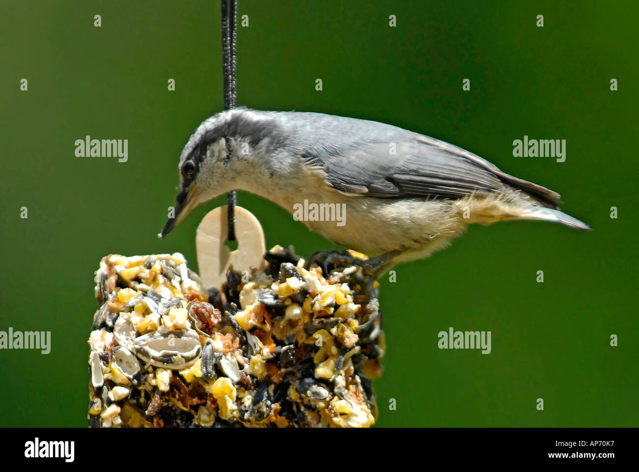 Nuthatch feeder birdfeeder seed hi-res stock photography and images - Alamy