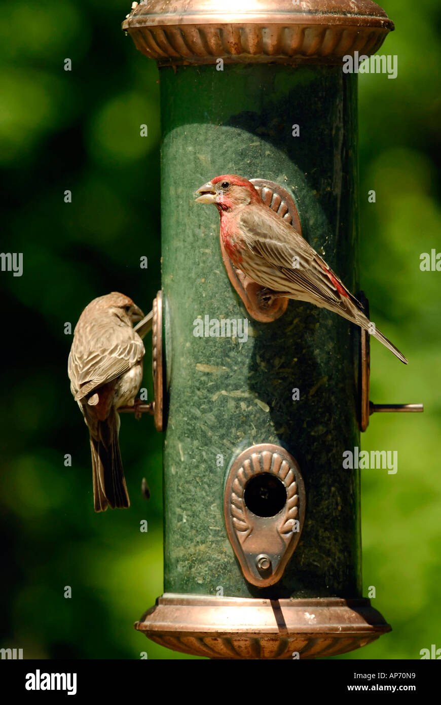 red finch Bird feeding at a bird feeder Stock Photo - Alamy