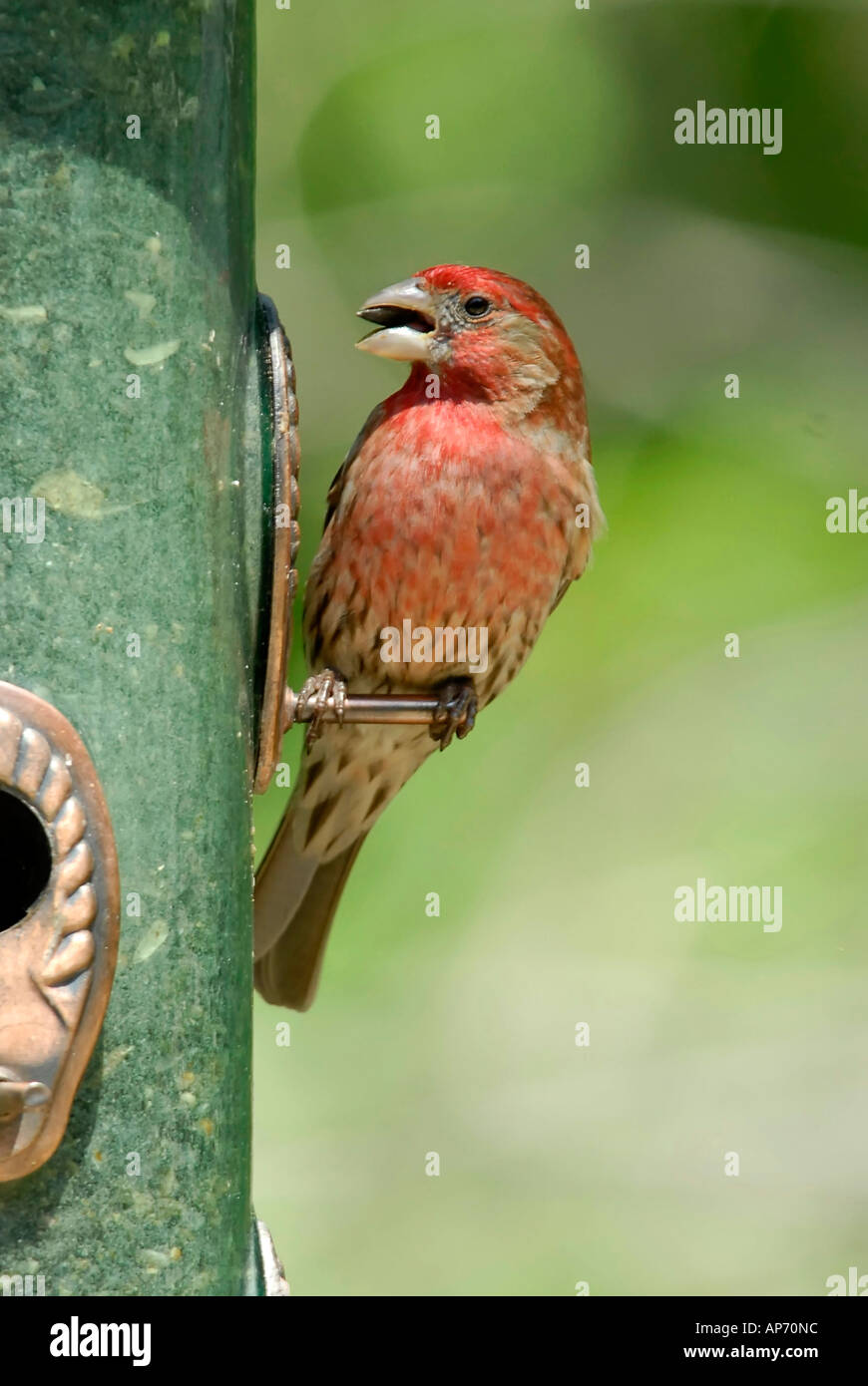 red finch Bird feeding at a bird feeder Stock Photo - Alamy
