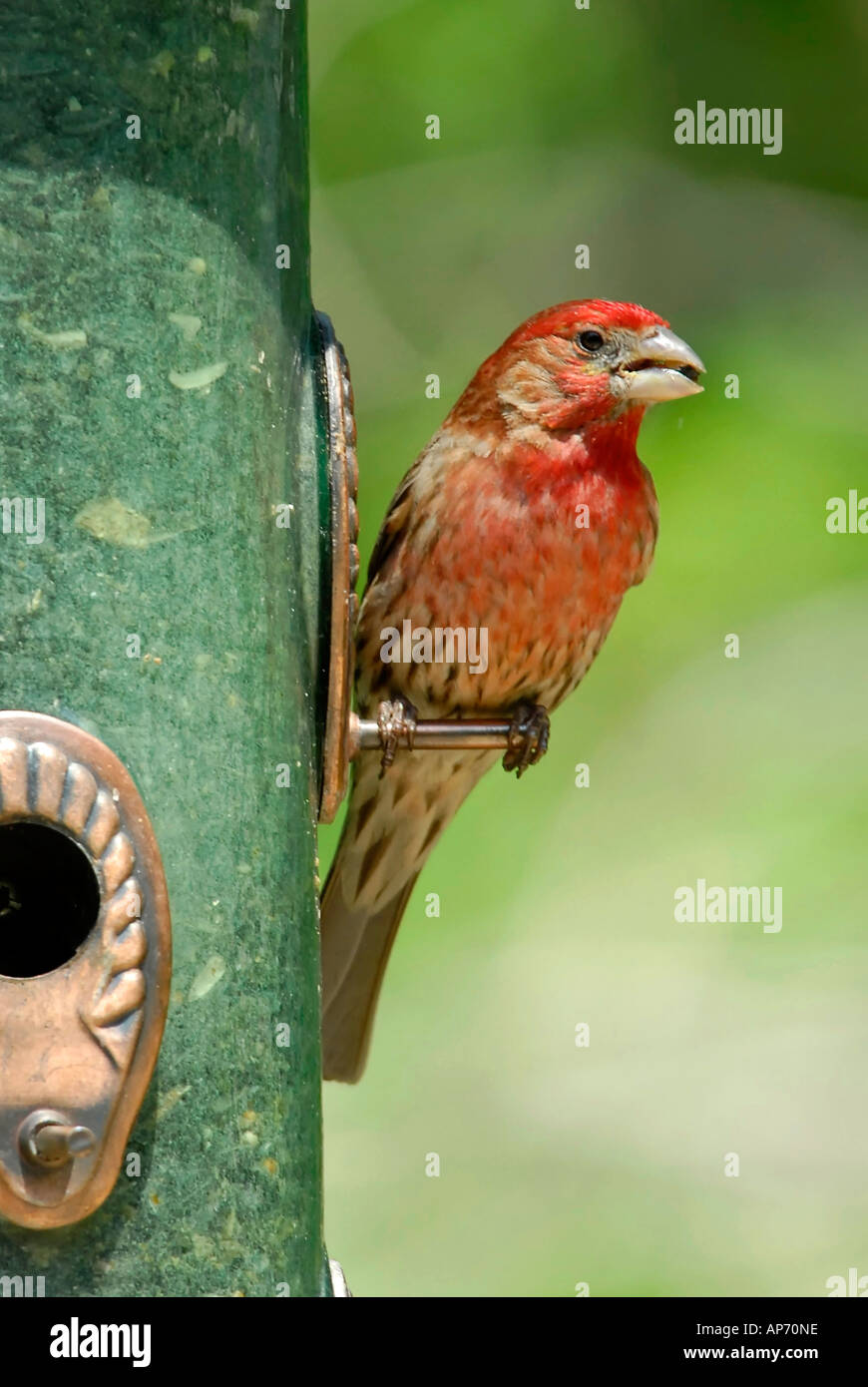 red finch Bird feeding at a bird feeder Stock Photo - Alamy