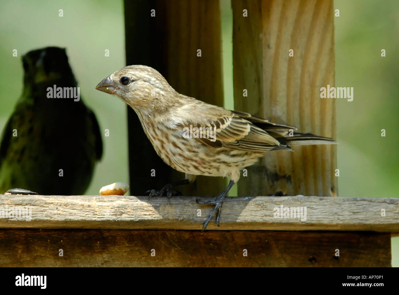 Feeding sta hi-res stock photography and images - Alamy