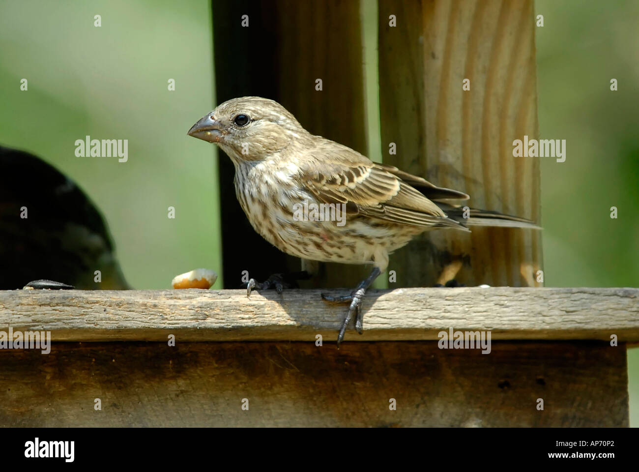 red finch Bird feeding at a bird feeder Stock Photo - Alamy