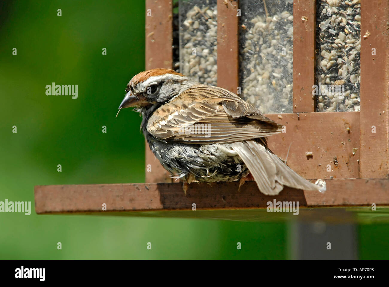Chirping hi-res stock photography and images - Alamy