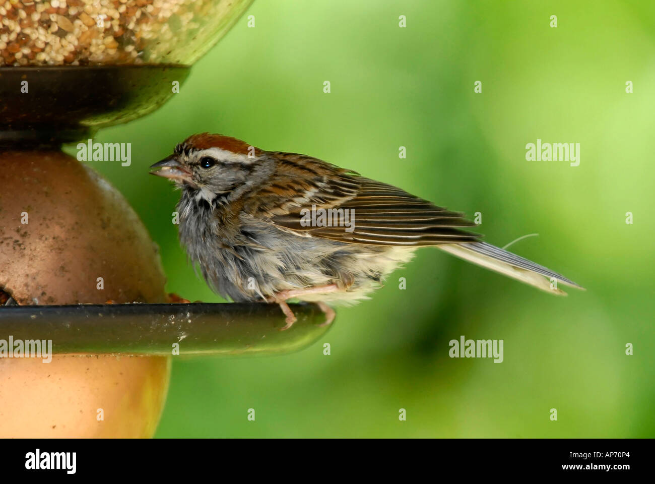 Chirping Sparrow Bird feeding at a bird feeder Stock Photo - Alamy