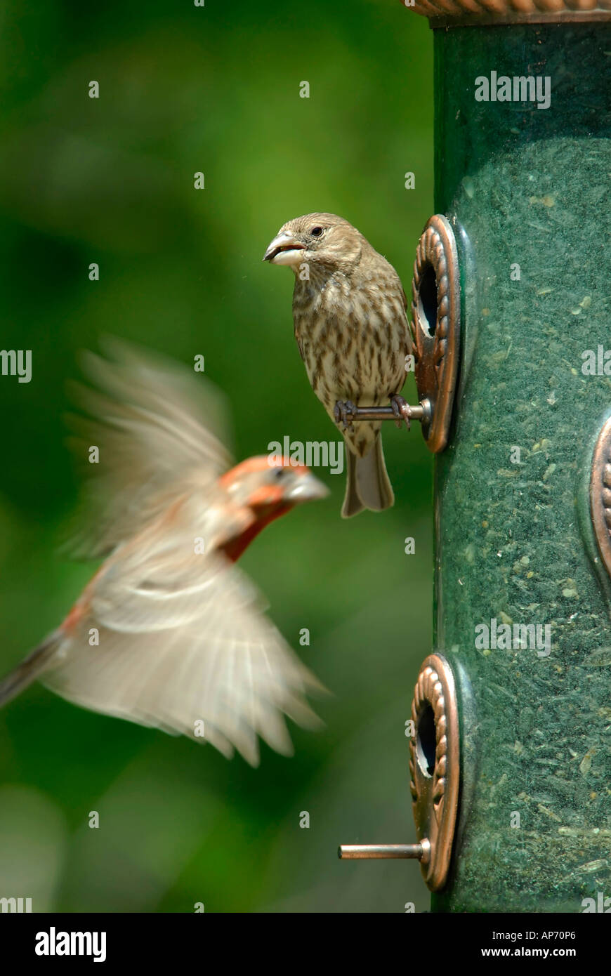 red finch Bird feeding at a bird feeder Stock Photo - Alamy