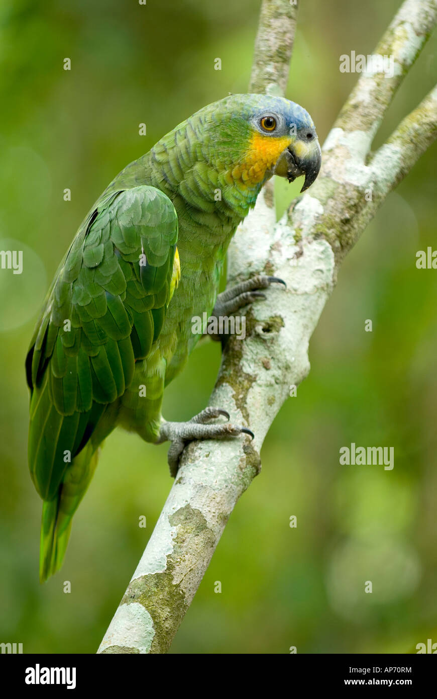 ORANGE WINGED AMAZON PARROT Amazona amazonica Stock Photo - Alamy