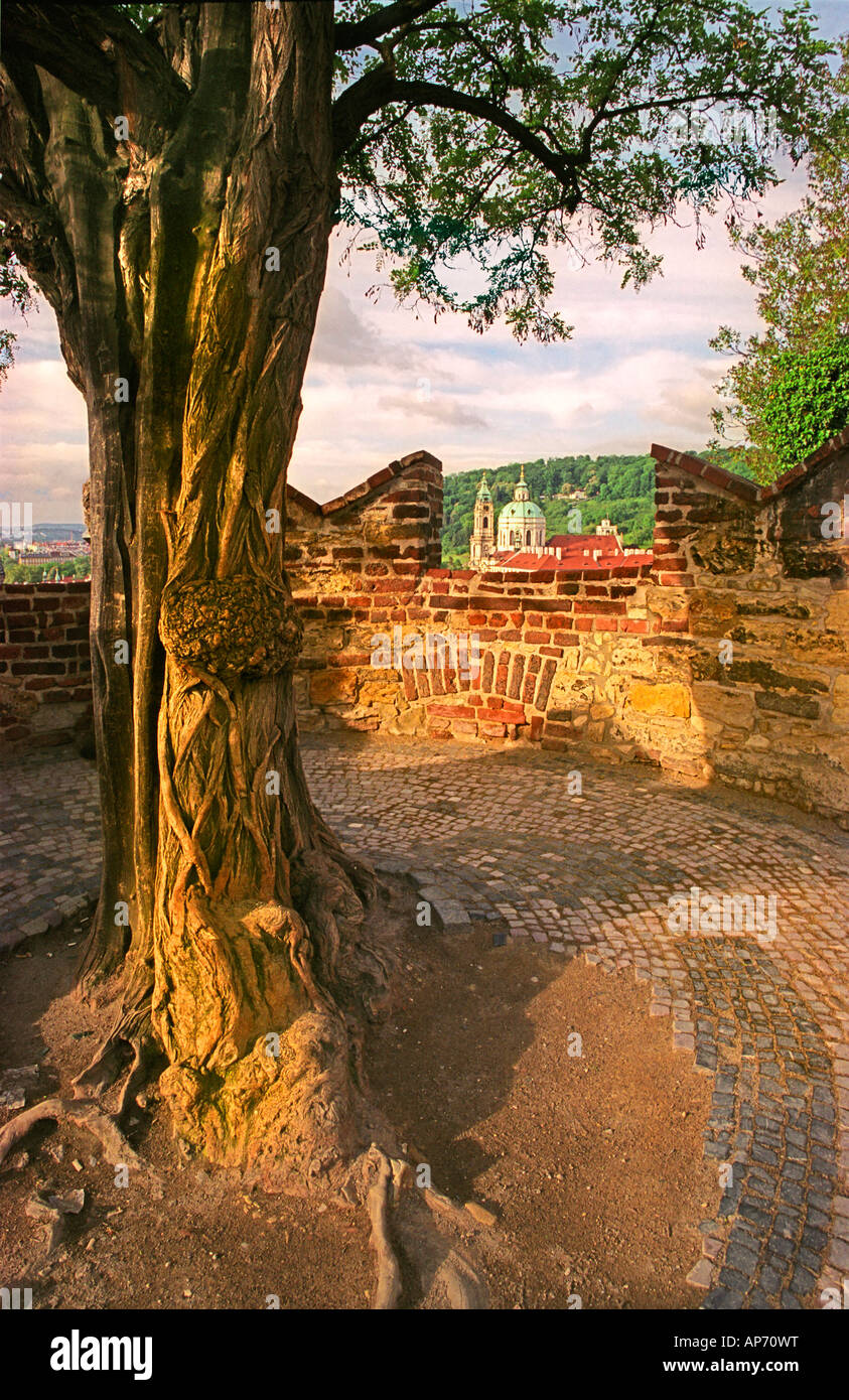 Old tree at entrance to Prague Castle Stock Photo - Alamy