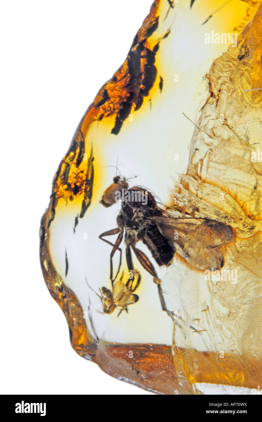 Fossilized fly in amber hi-res stock photography and images - Alamy