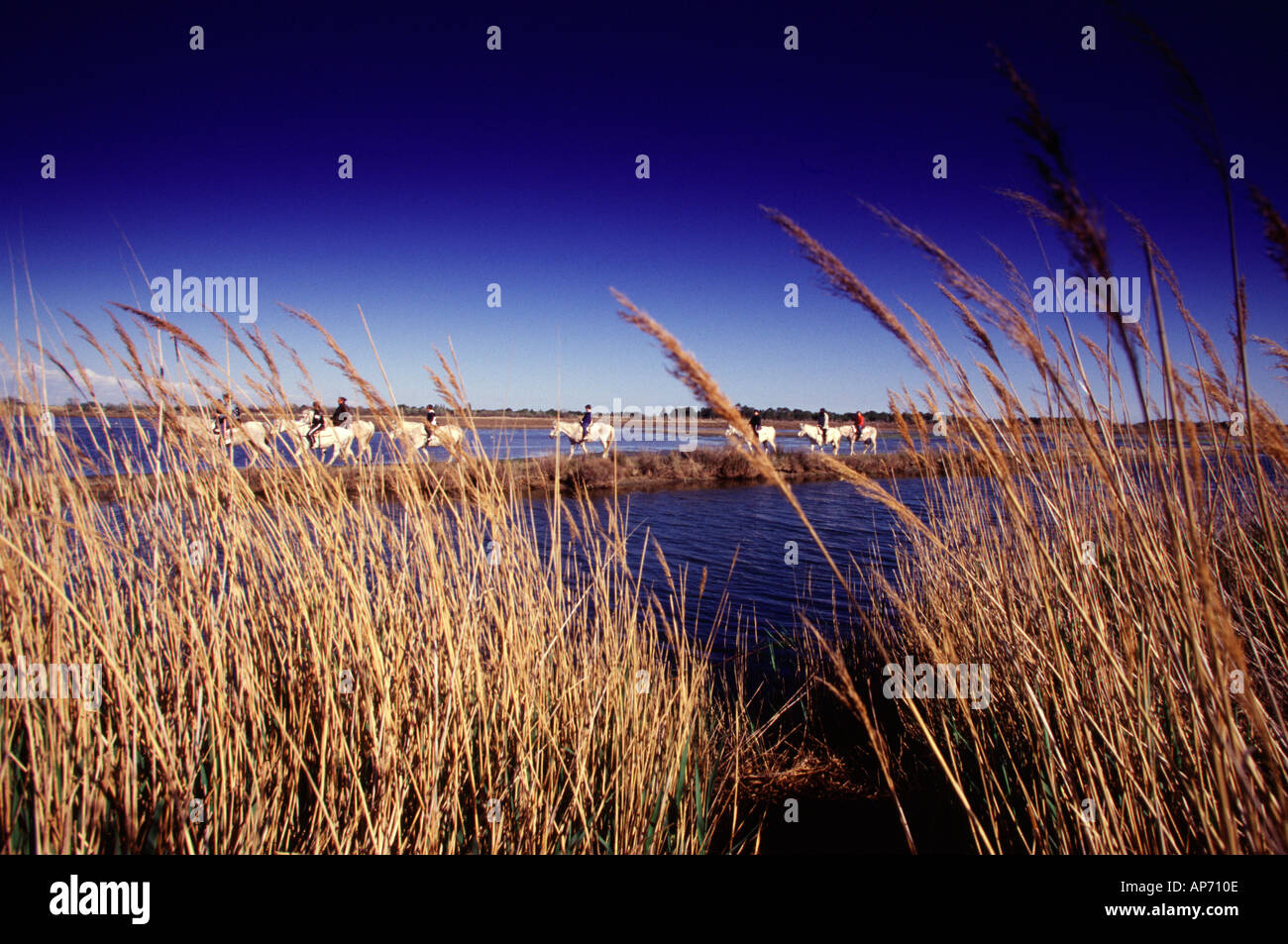 Provence France Camargue Stock Photo - Alamy