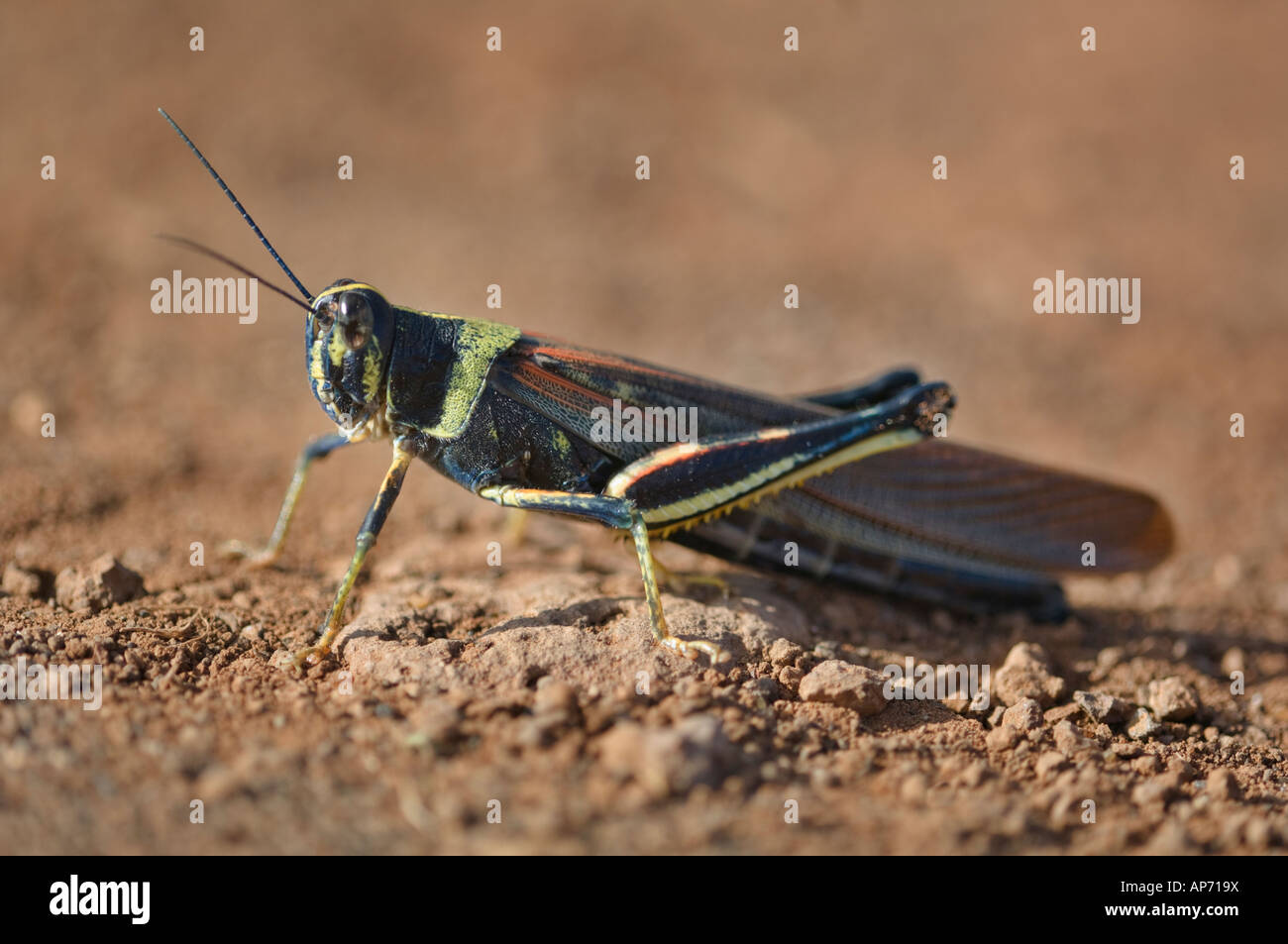 Locust galapagos hi-res stock photography and images - Alamy