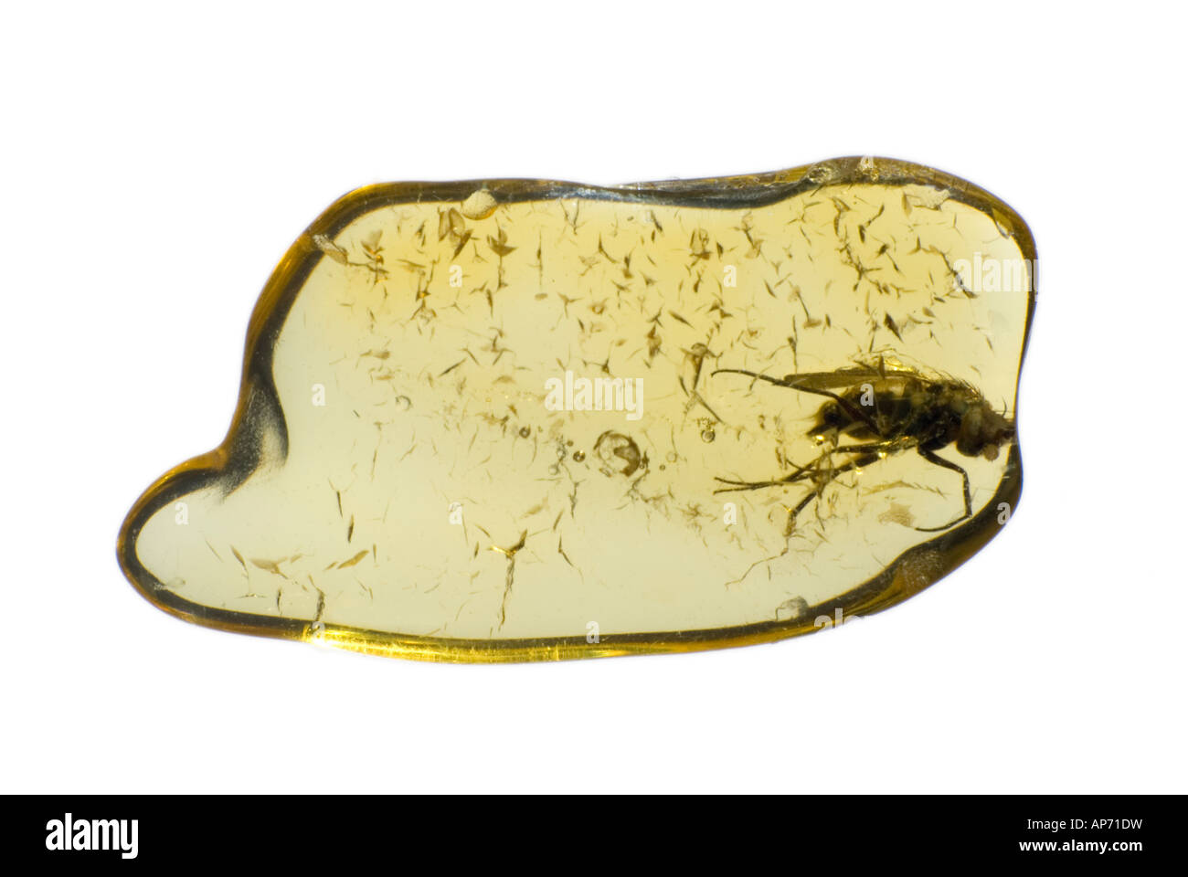 Fly in Baltic Amber. Lithuania, c40m years old Stock Photo - Alamy