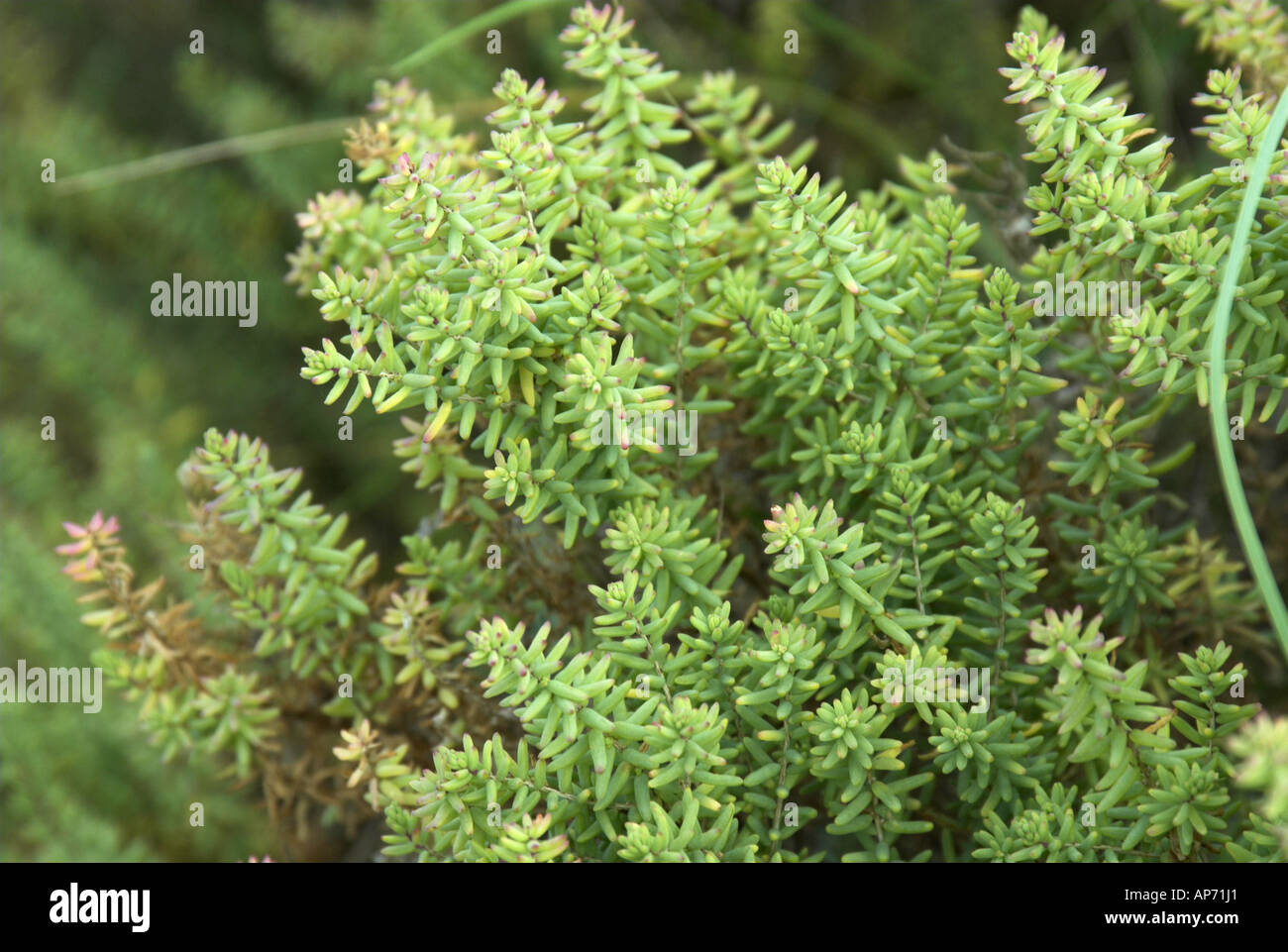 Annual sea blite hi-res stock photography and images - Alamy