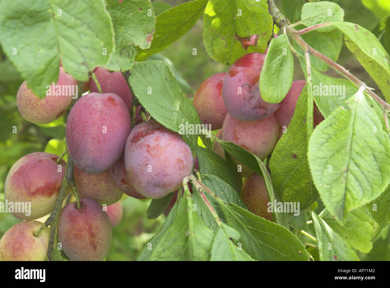 Fruit Plums Victoria ripening fruit in an urban garden Norfolk UK Stock ...