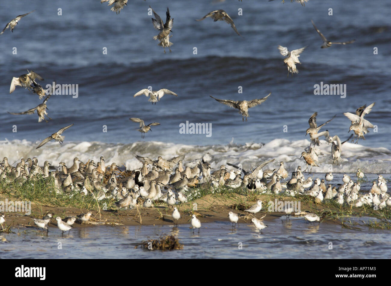Waders mixed flock including Knot Stock Photo - Alamy
