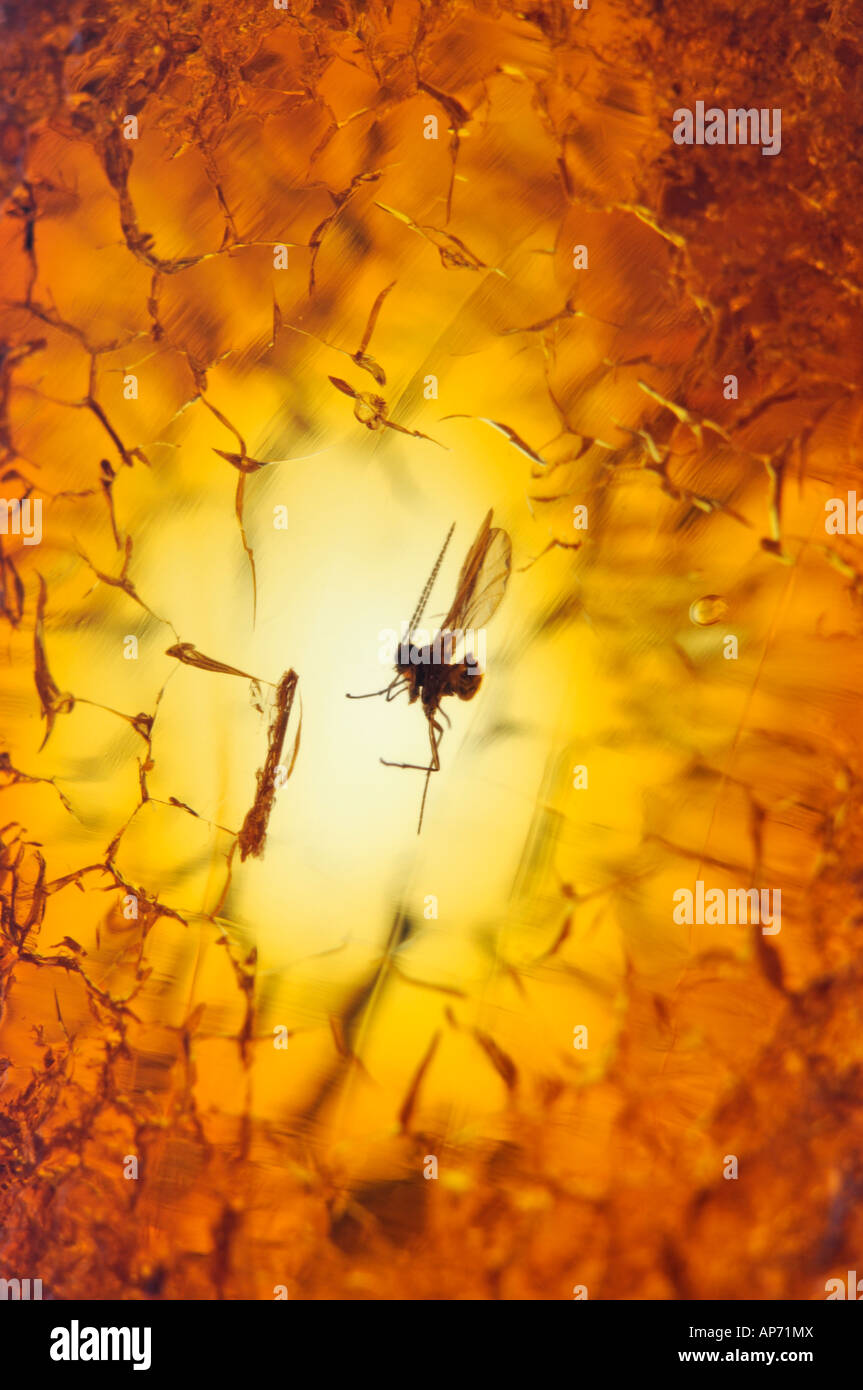 40-50m year old fly in Baltic Amber Stock Photo - Alamy