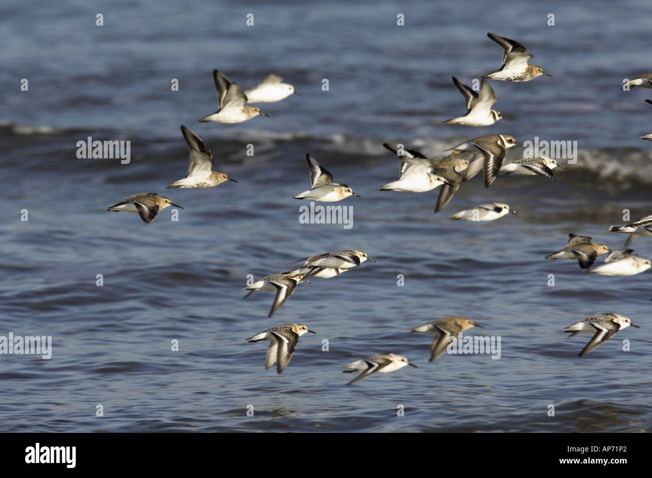 Waders mixed flock Stock Photo - Alamy
