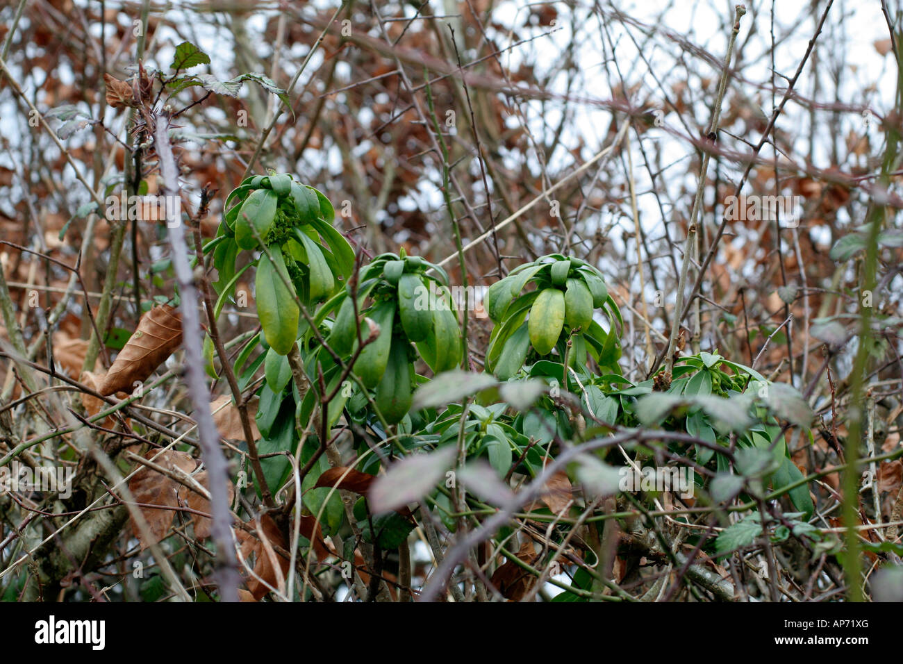 Winter daphne hi-res stock photography and images - Alamy