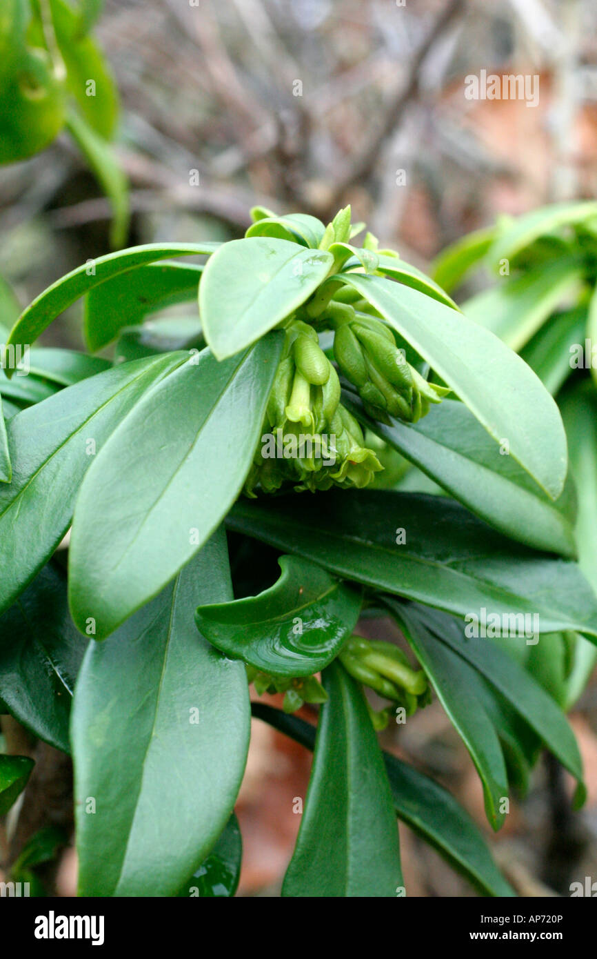 Yellow Daphne High Resolution Stock Photography and Images - Alamy