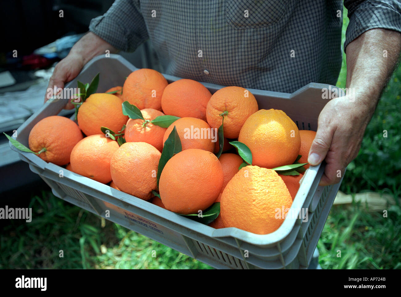 Orchard food cyprus hi-res stock photography and images - Alamy