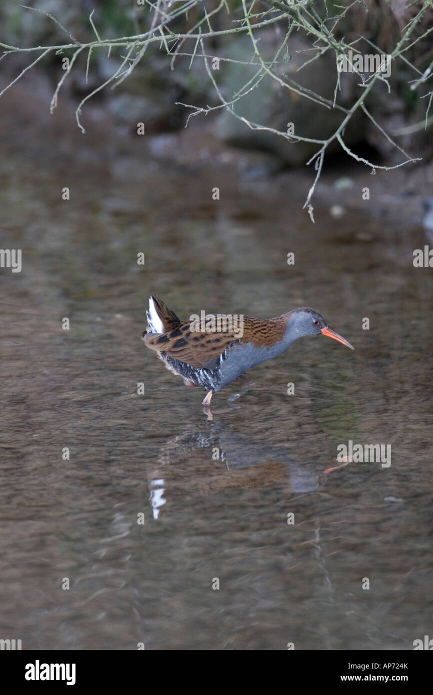 WATER RAIL RALLUS AQUATICUS WALKING ACROSS OPEN WATER Stock Photo - Alamy