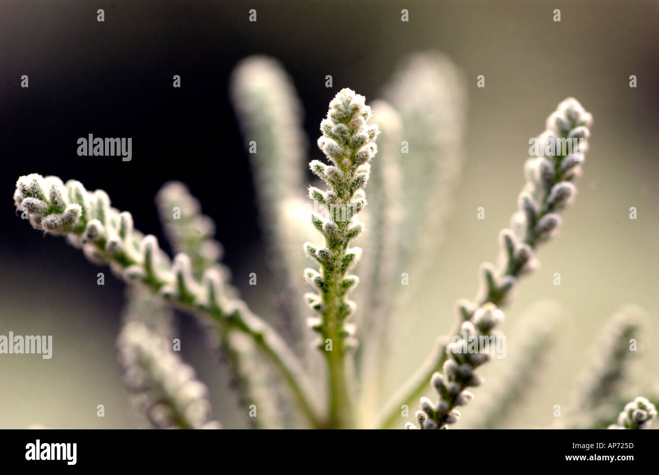 Medicinal plant lavender cotton Santolina chamaecyparissus Stock Photo ...