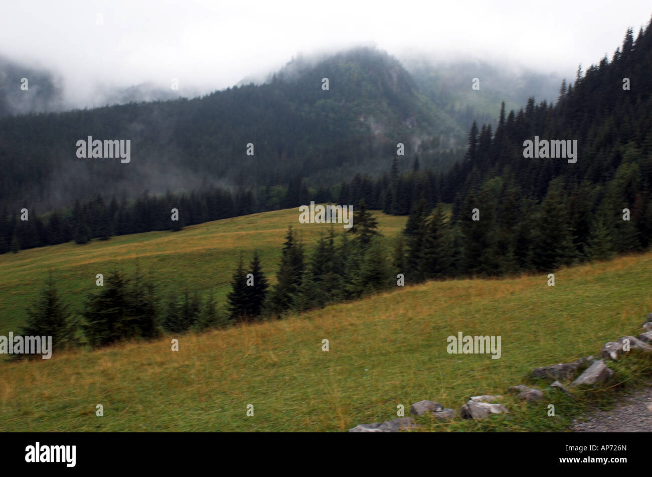 Tatra meadow landscape foggy damp weather in Poland Stock Photo - Alamy