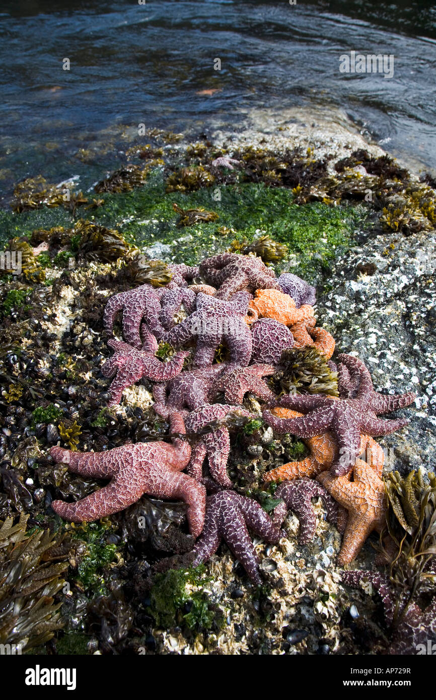 Ochre sea stars Pisaster ochraceus on rocky shore Pacific Rim National ...