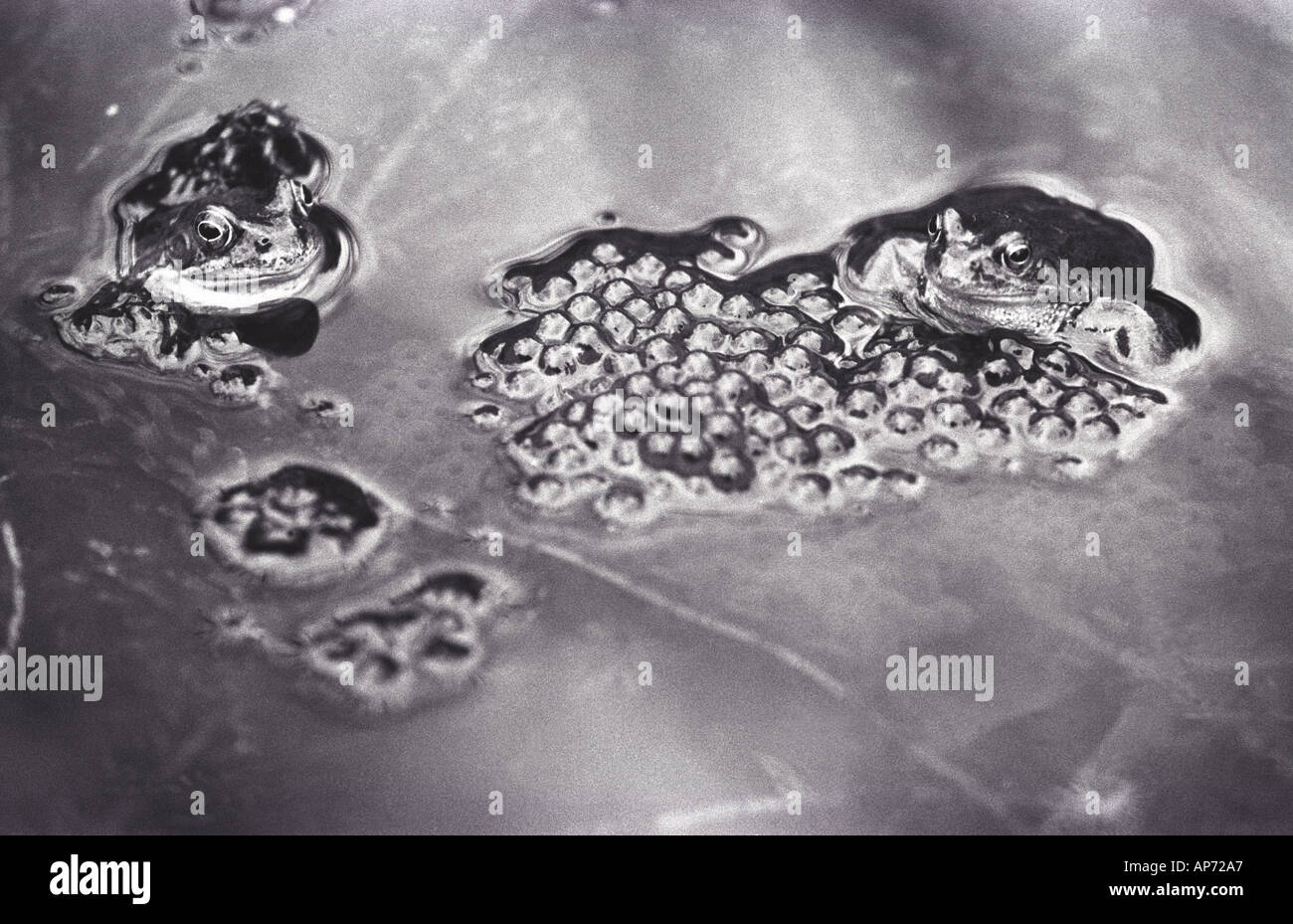Frogs and frogspawn Picture by Andrew Hasson 1995 Stock Photo - Alamy