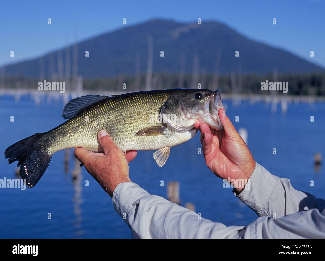 Largemouth bass plate hi-res stock photography and images - Alamy