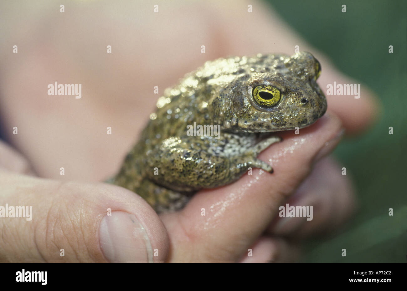 Natterjack toad Picture by Andrew Hasson 1995 Stock Photo - Alamy
