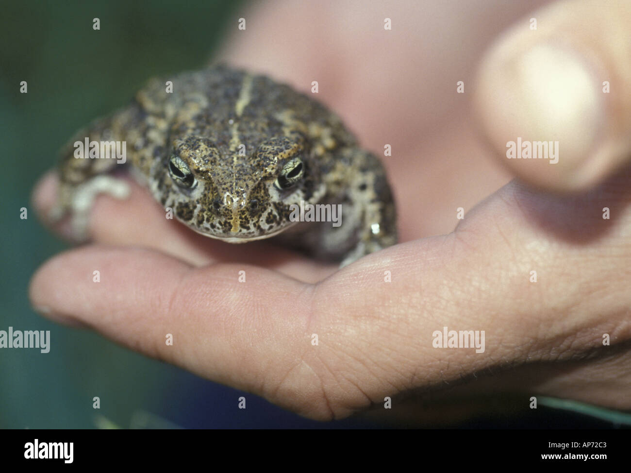 Natterjack toad Picture by Andrew Hasson 1995 Stock Photo - Alamy