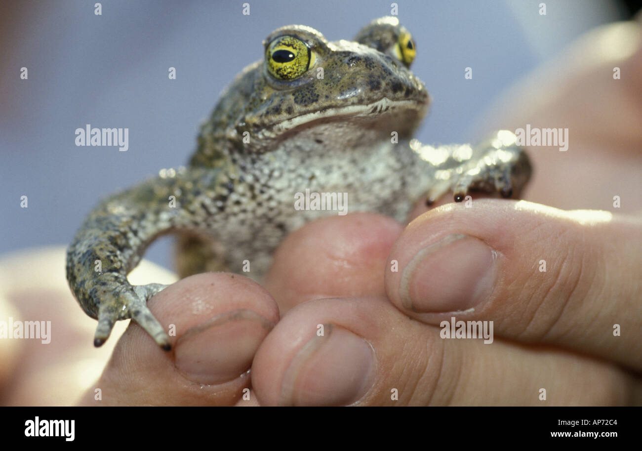Natterjack toad Picture by Andrew Hasson 1995 Stock Photo - Alamy