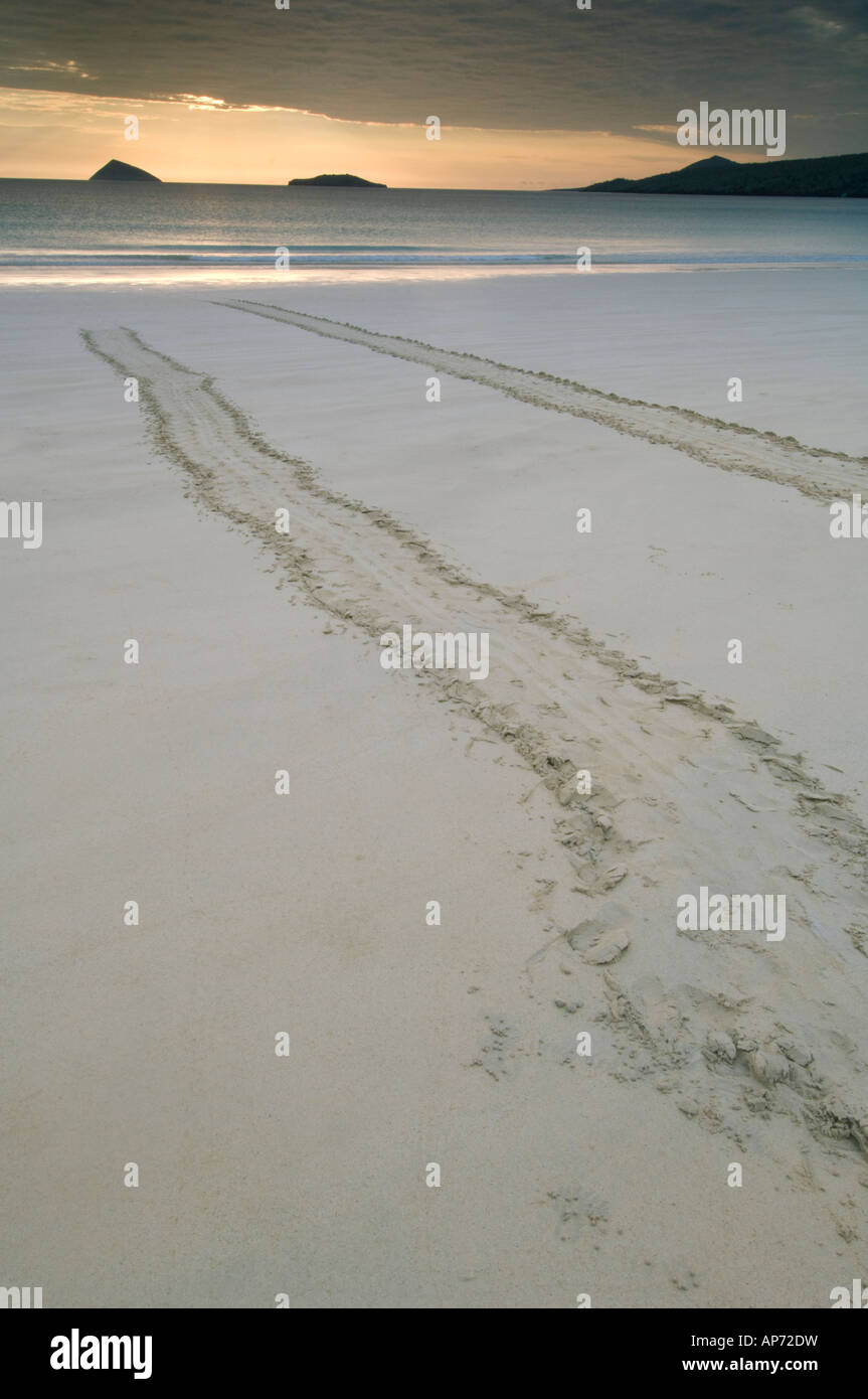 Sea turtle tracks in sand hi-res stock photography and images - Alamy