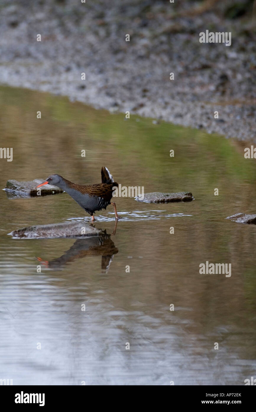 WATER RAIL RALLUS AQUATICUS WALKING ACROSS OPEN WATER Stock Photo - Alamy