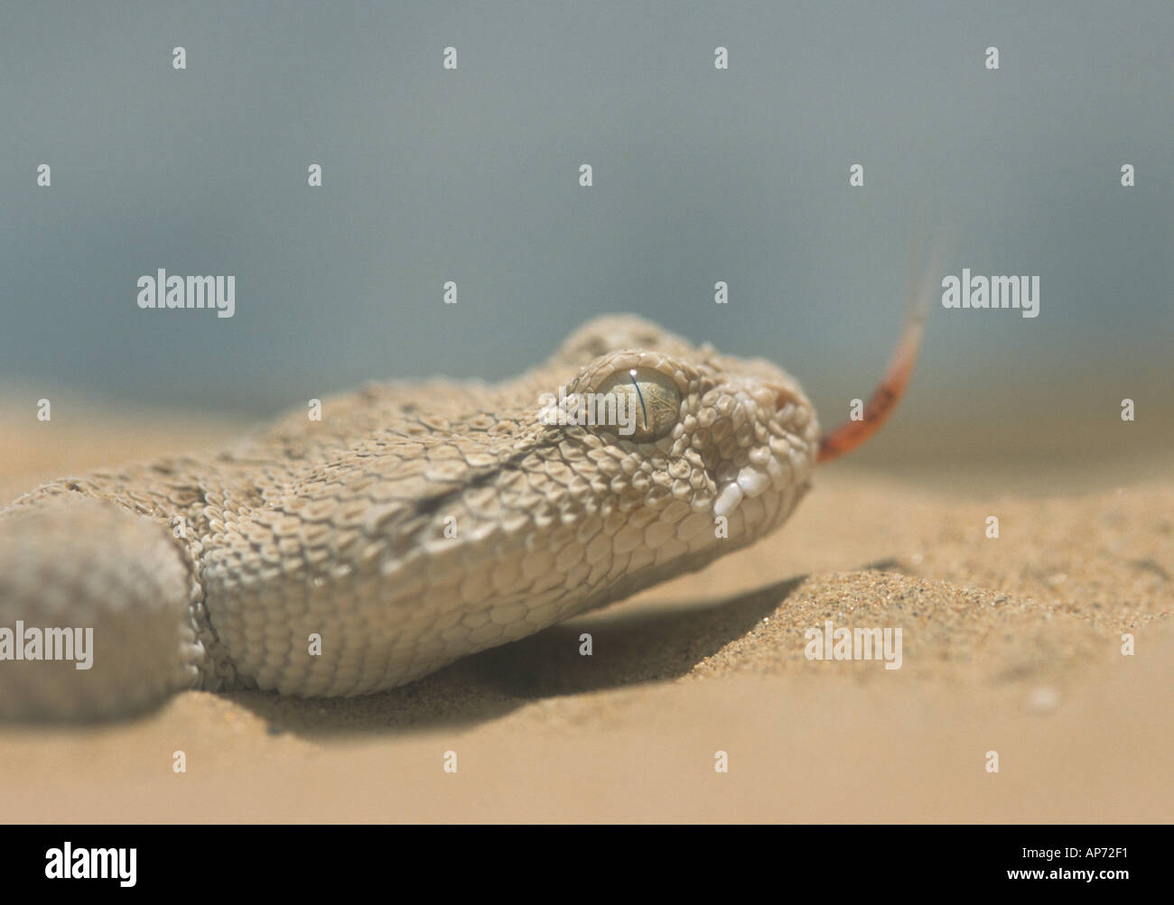Hiss hi-res stock photography and images - Alamy