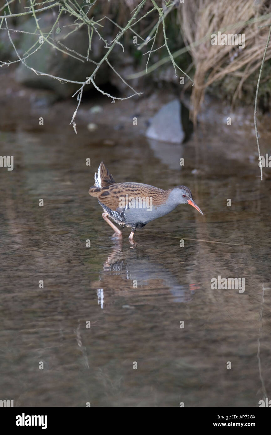 WATER RAIL RALLUS AQUATICUS WALKING ACROSS OPEN WATER Stock Photo - Alamy