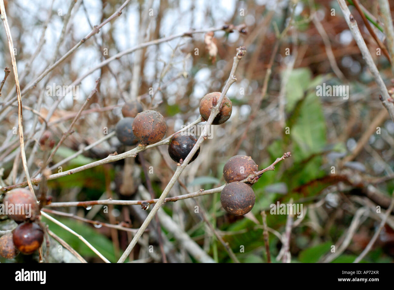 Oak galls on Quercus robur Stock Photo - Alamy