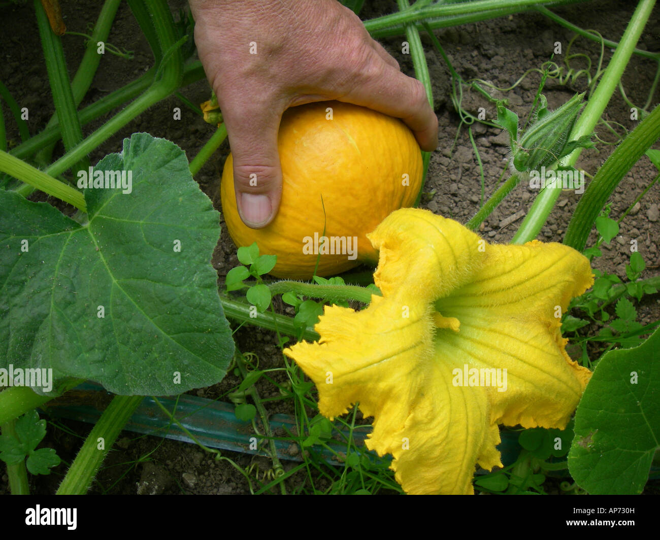Squash Fruit and Flower Organic Farm Anglesey Stock Photo - Alamy