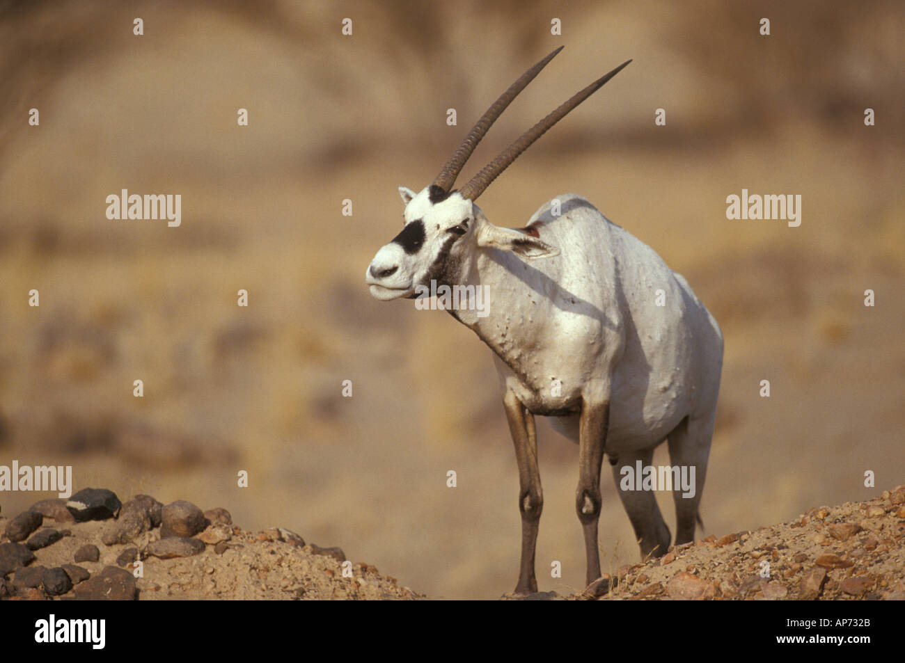 Saudi arabian wildlife hi-res stock photography and images - Alamy