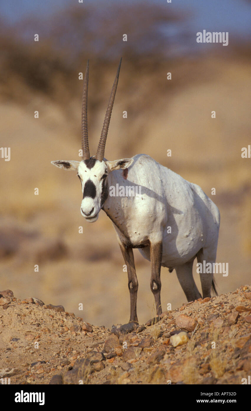 Arabian oryx saudi arabia hi-res stock photography and images - Alamy
